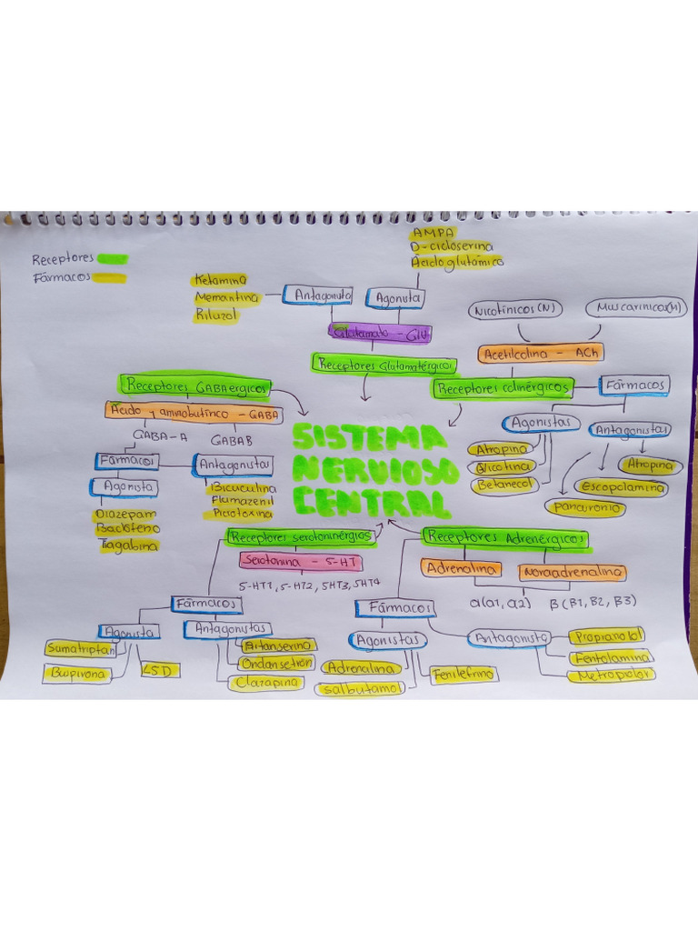 Mapa Conceptual SNC | PDF