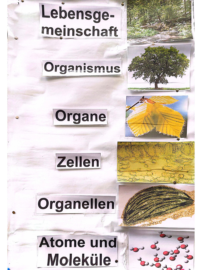 Poster Organisationsebenen Des Lebens | PDF