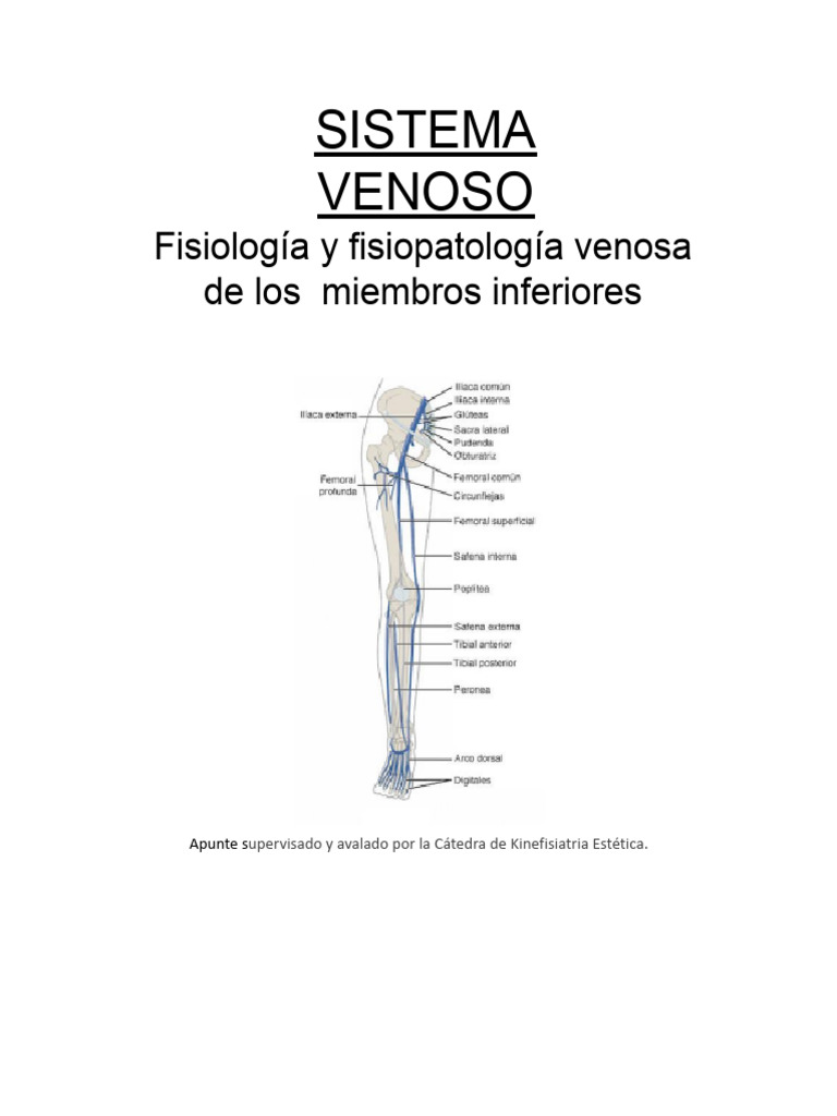 Fisiología del Sistema Venoso Inferior | PDF | Vena | Pierna humana