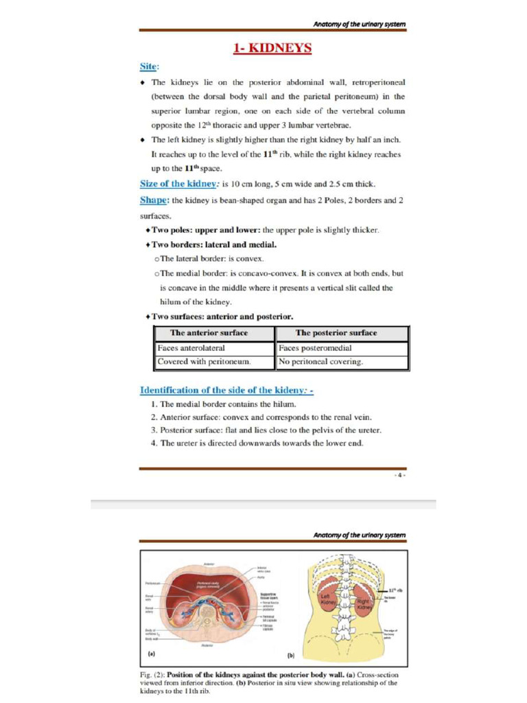 Kidney Anatomy | PDF