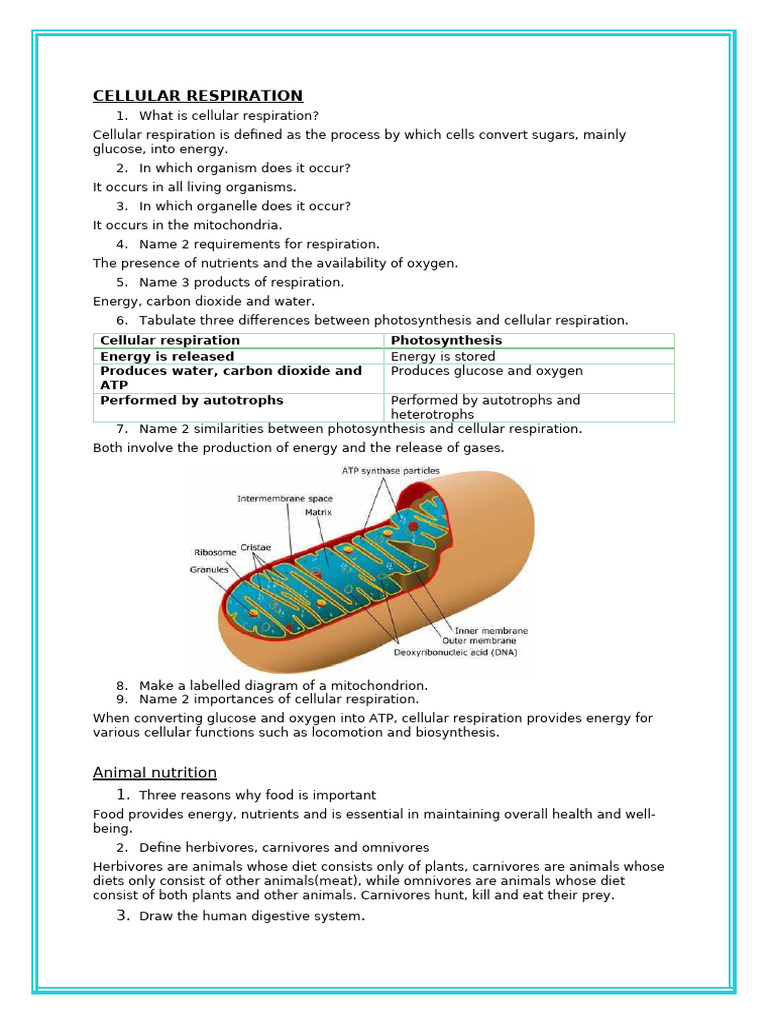 Cellular Respiration | PDF