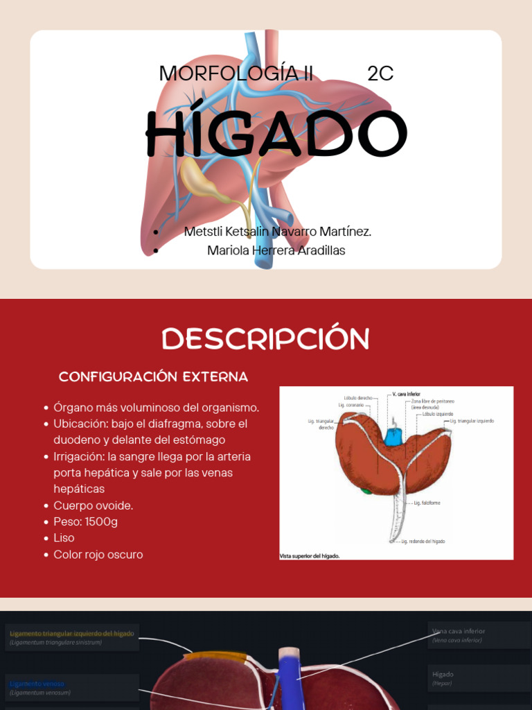 Presentación Hígado Morfo II | PDF | Hígado | Especialidades Medicas