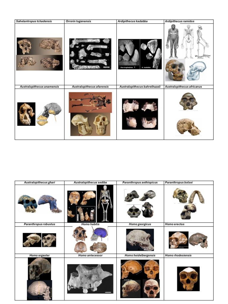 Taula Imatges Homínids | PDF