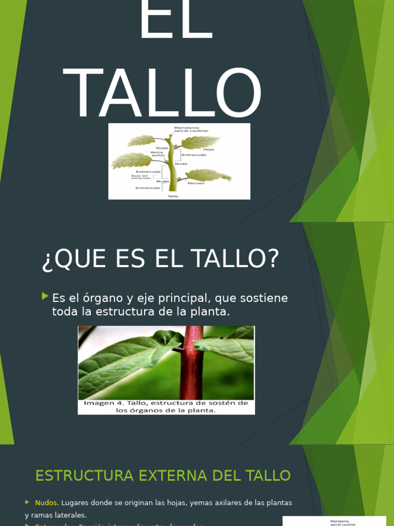 Biologia El Tallo | PDF | Tallo de la planta | Botánica