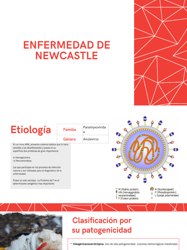 Enfermedad de Newcastle | PDF