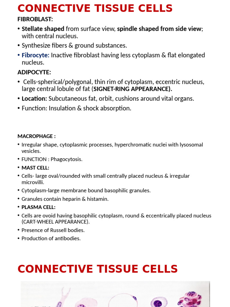 Connective Tissue & Cartilage | PDF | Connective Tissue | Tissue (Biology)