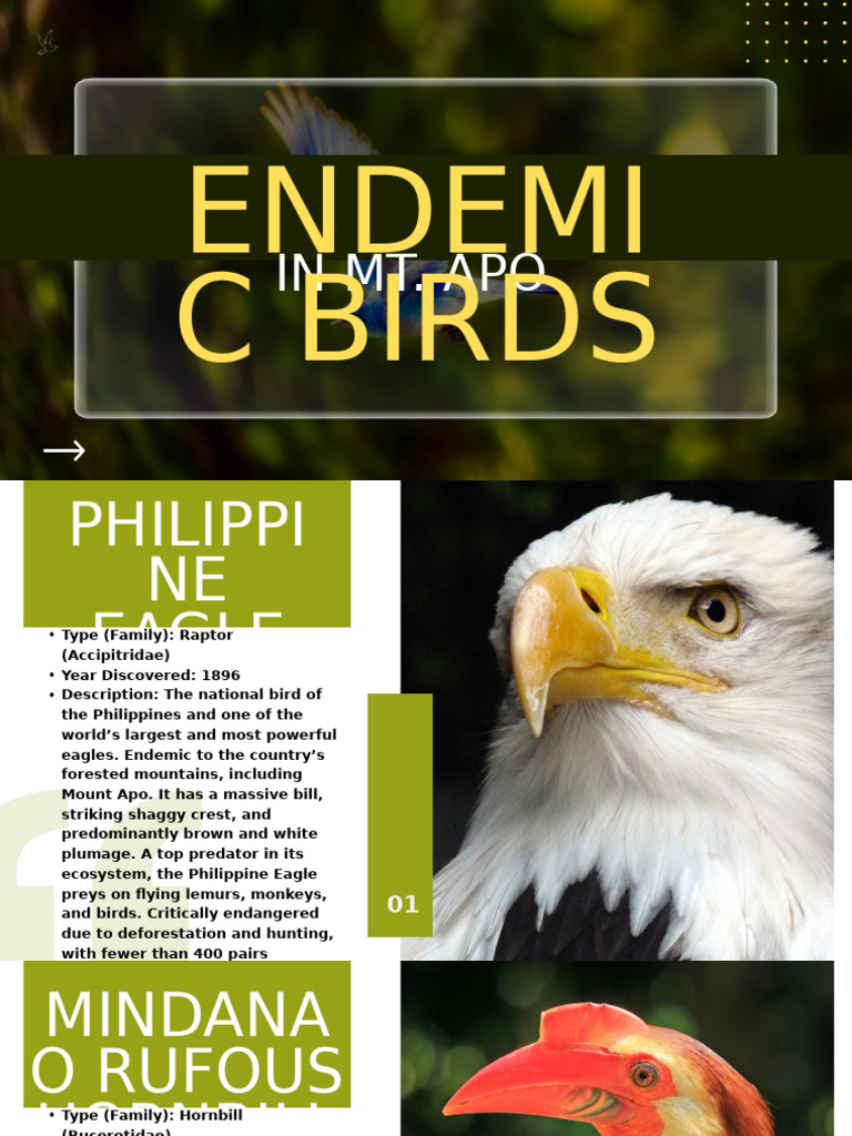 Endemic Birds of Mount Apo | PDF | Owl | Columbidae