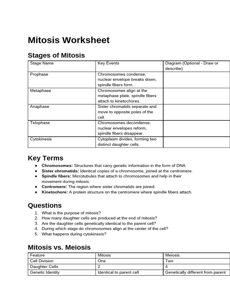 Mitosis Worksheet | PDF