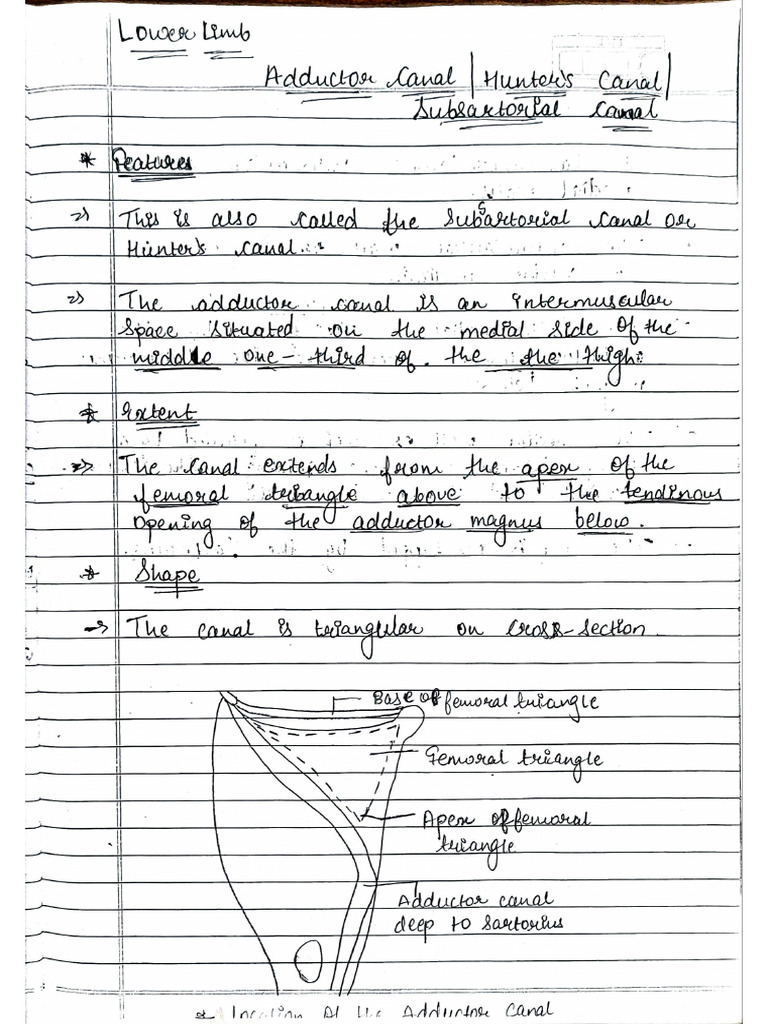 Lower Limb Anatomy | PDF