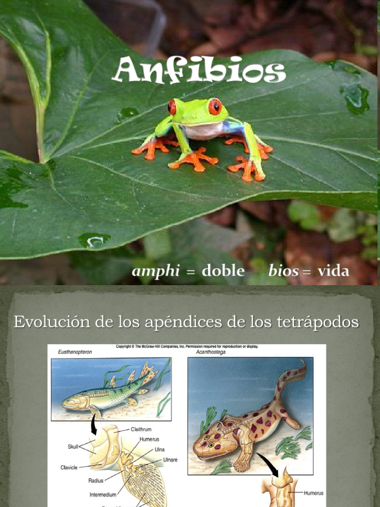 Clases de Anfibios y sus Características | PDF | Anfibio | Rana
