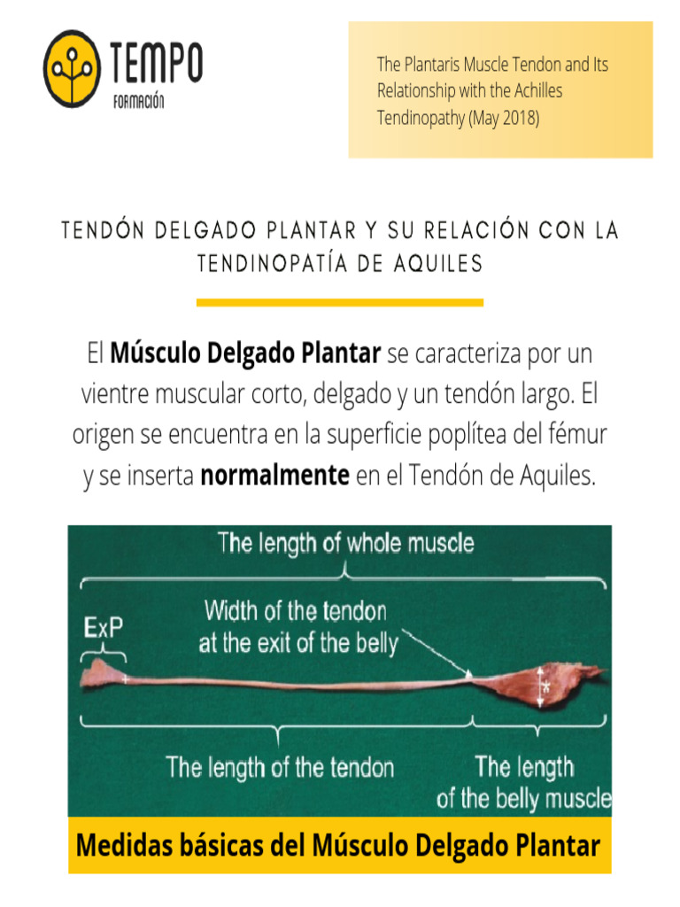 Delgado Plantar | PDF | Tendón | Especialidades Medicas