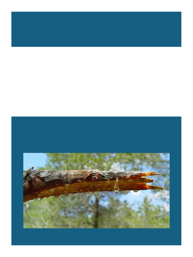 DAS - Trabajo Ud 8 | PDF | Los bosques | Sustentabilidad