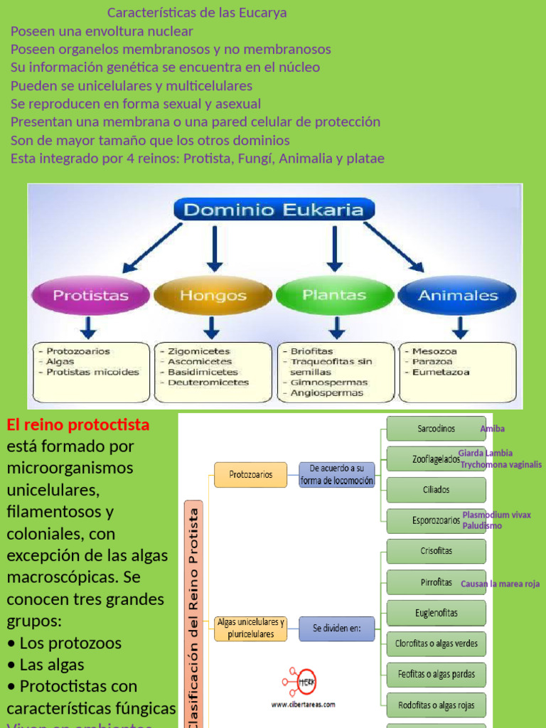 Características de Eucarya y sus Reinos | PDF | Plantas | Virus
