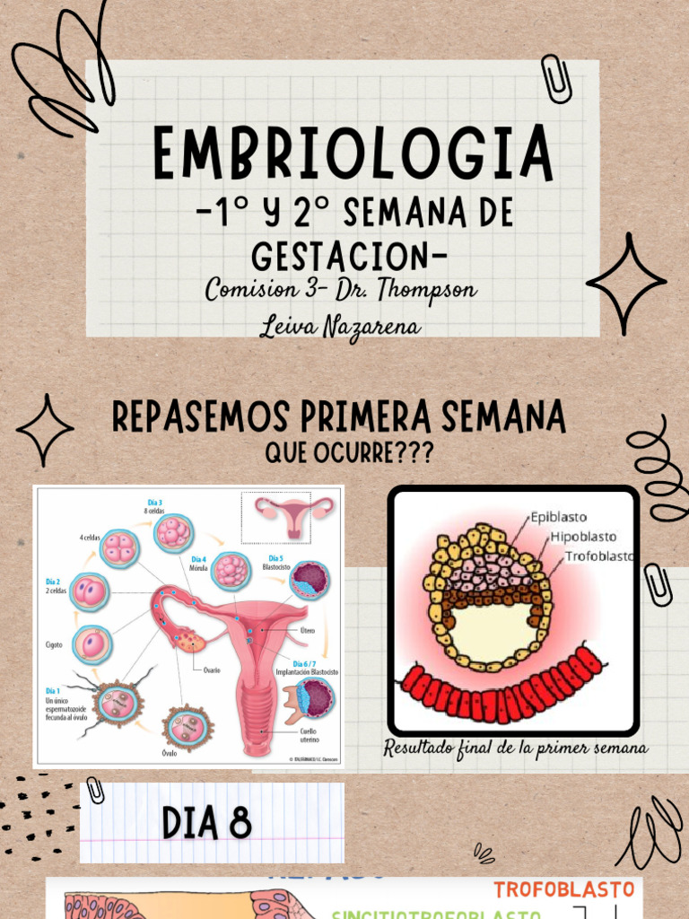 Embrio - 2° Semana | PDF
