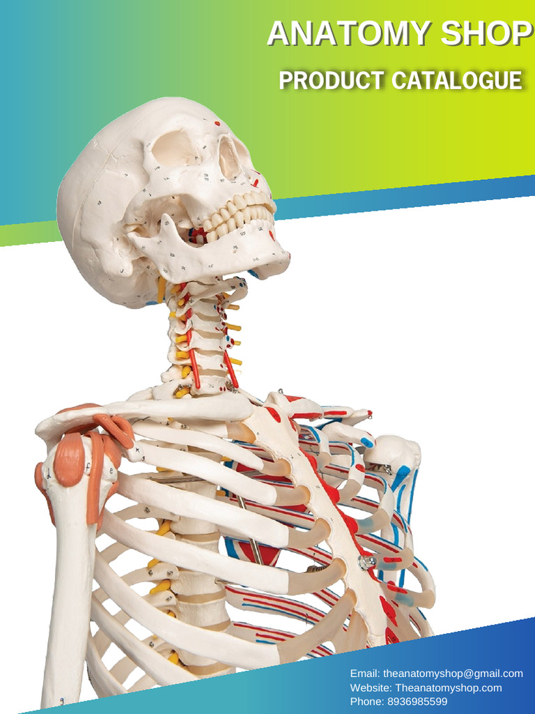 Lumbar Vertebrae Model MR447A | PDF | Vertebral Column | Vertebra