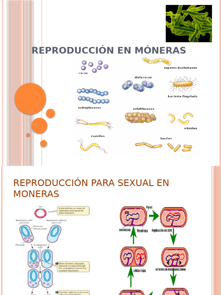 Reproducción y esporulación en hongos | PDF | Hongo | Espora