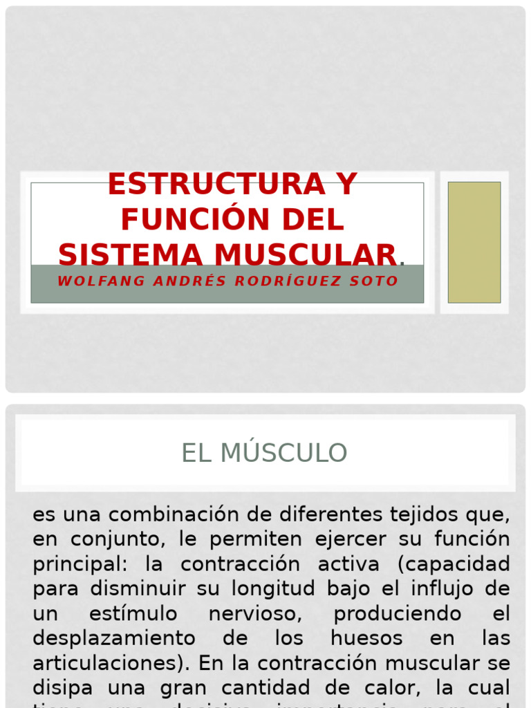Estructura y Función Del Sistema Muscular | PDF | Músculo | Contracción ...