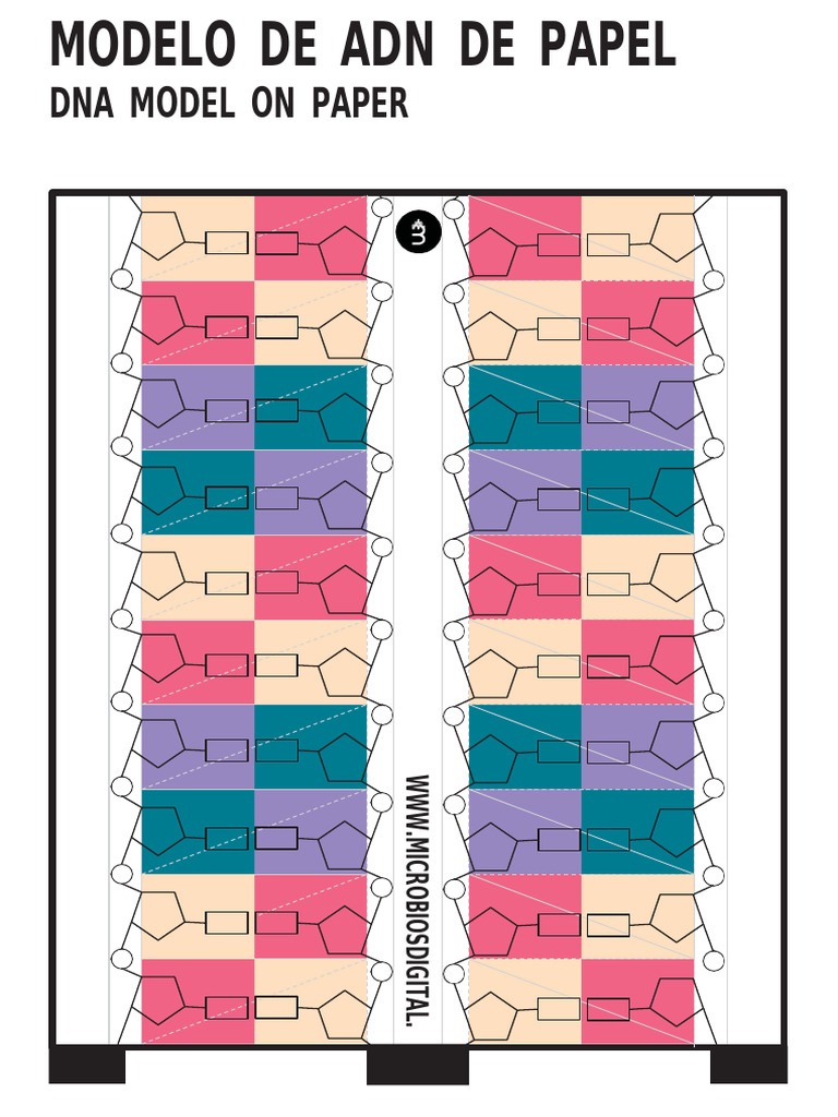 Dna Paper Model 1 | PDF