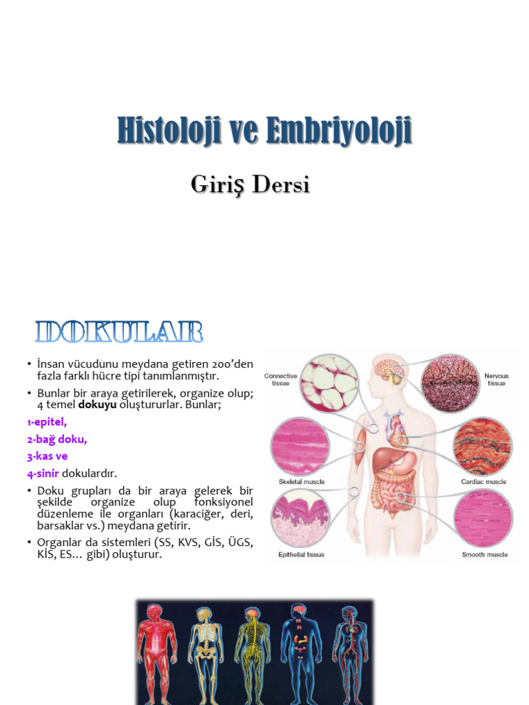 Histoloji Giriş Dersi 2019 | PDF