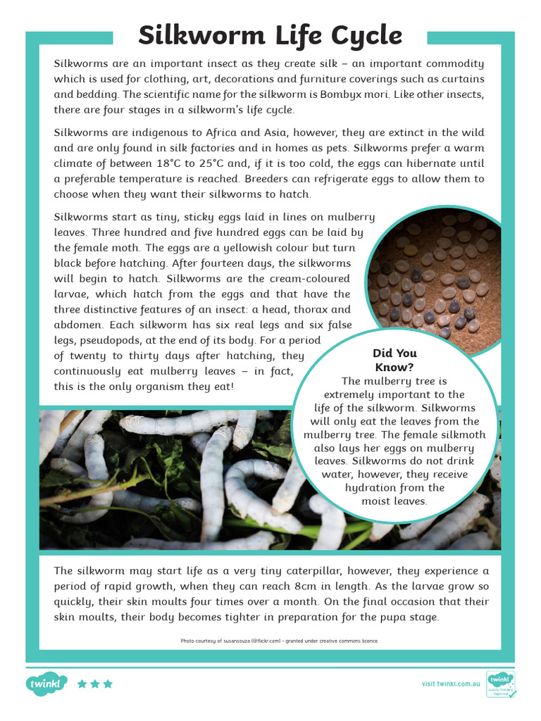 Life Cycle of A Silkworm Differentiated Reading Comprehension Activity ...