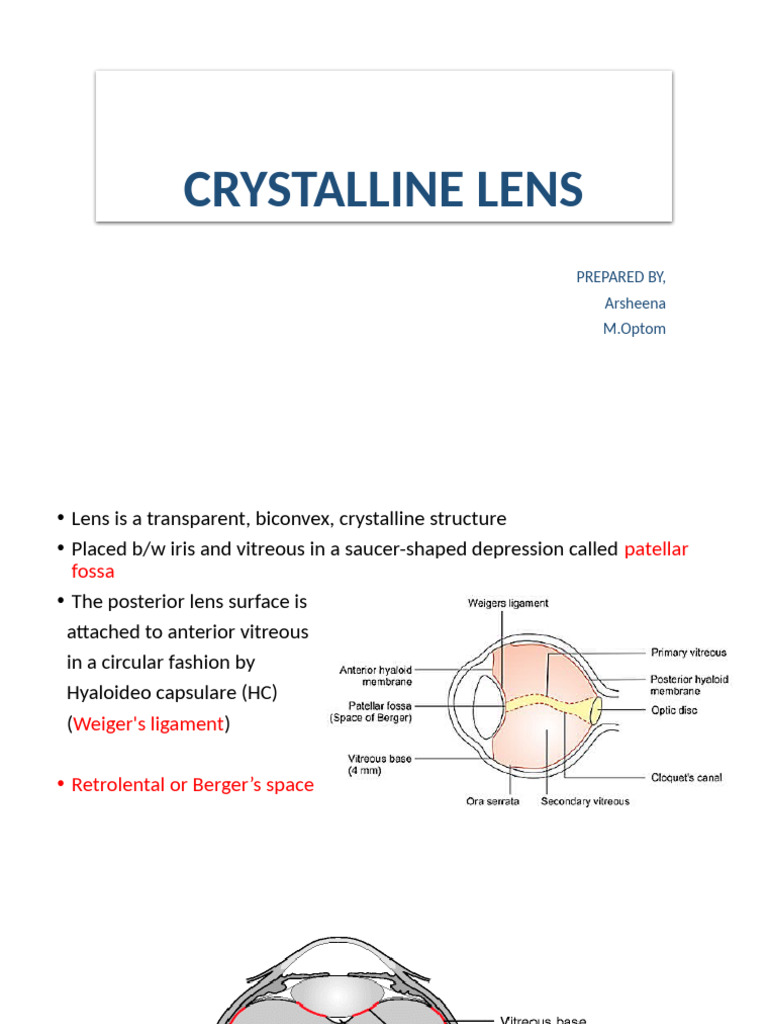 Crystalline Lens | PDF | Epithelium | Histology