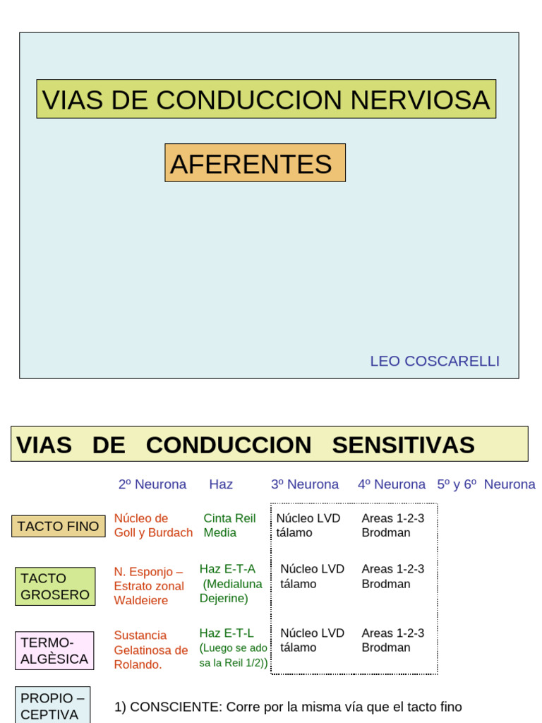 Vias de Conduccion Nerviosa | PDF | Cerebelo | Nervio