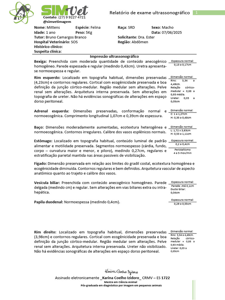 Ultrassonografia Abdominal de Felino | PDF | Rim | Anatomia humana