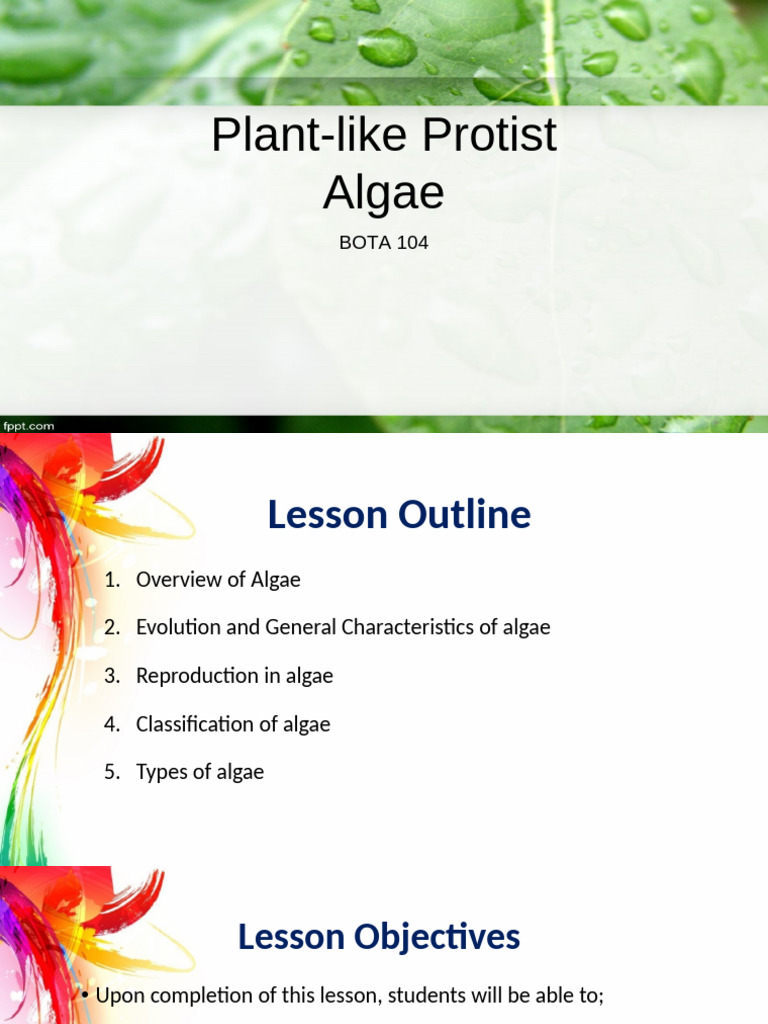Overview of Plant-Like Protists: Algae | PDF | Algae | Chloroplast