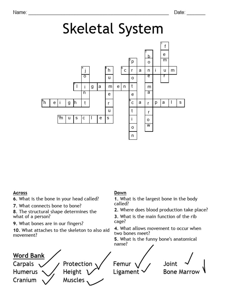 Skeletal System 7 Grade | PDF | Skeleton | Bone