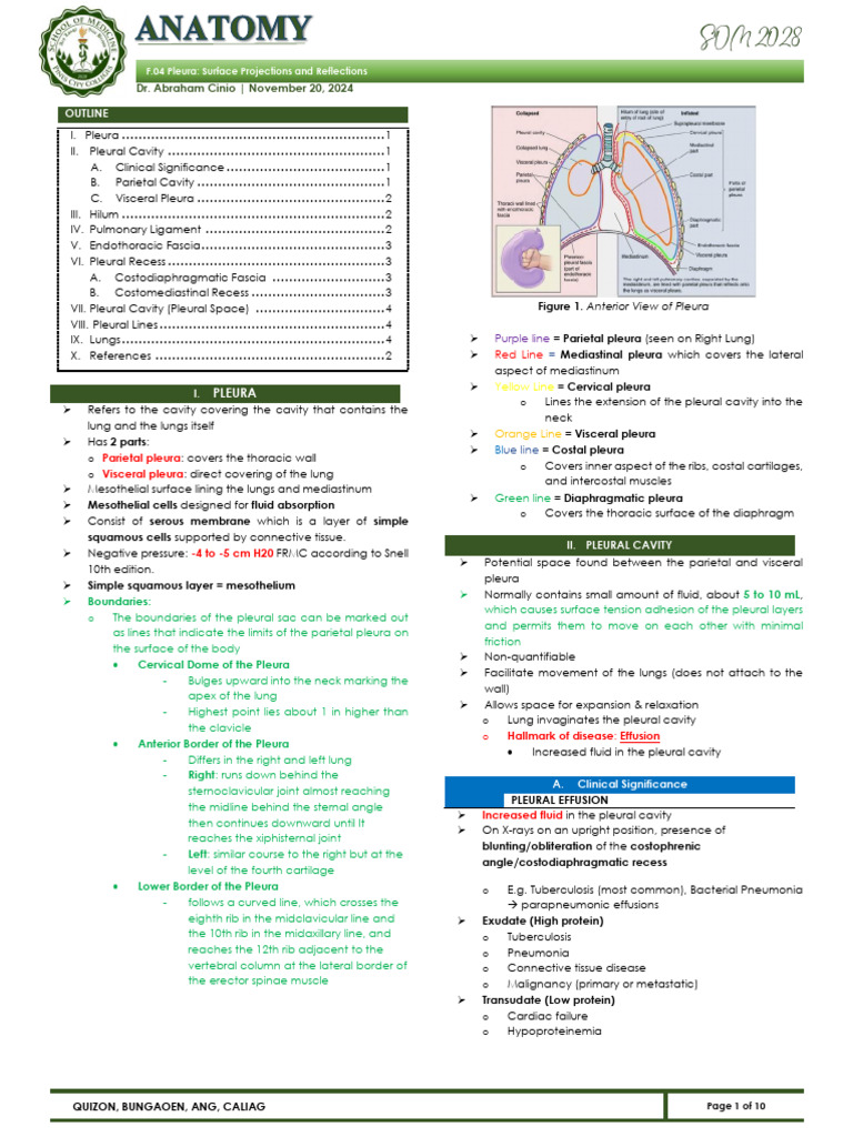 (Anat) f.04 Pleura Surface Projections and Reflections | PDF | Lung ...