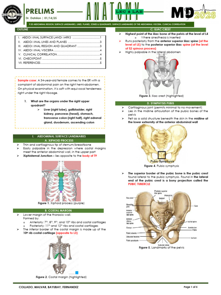 (Anat) p.03 Abdominal Region Surface Landmarks, Lines, Planes, Zones & Quadrants, Surface ...