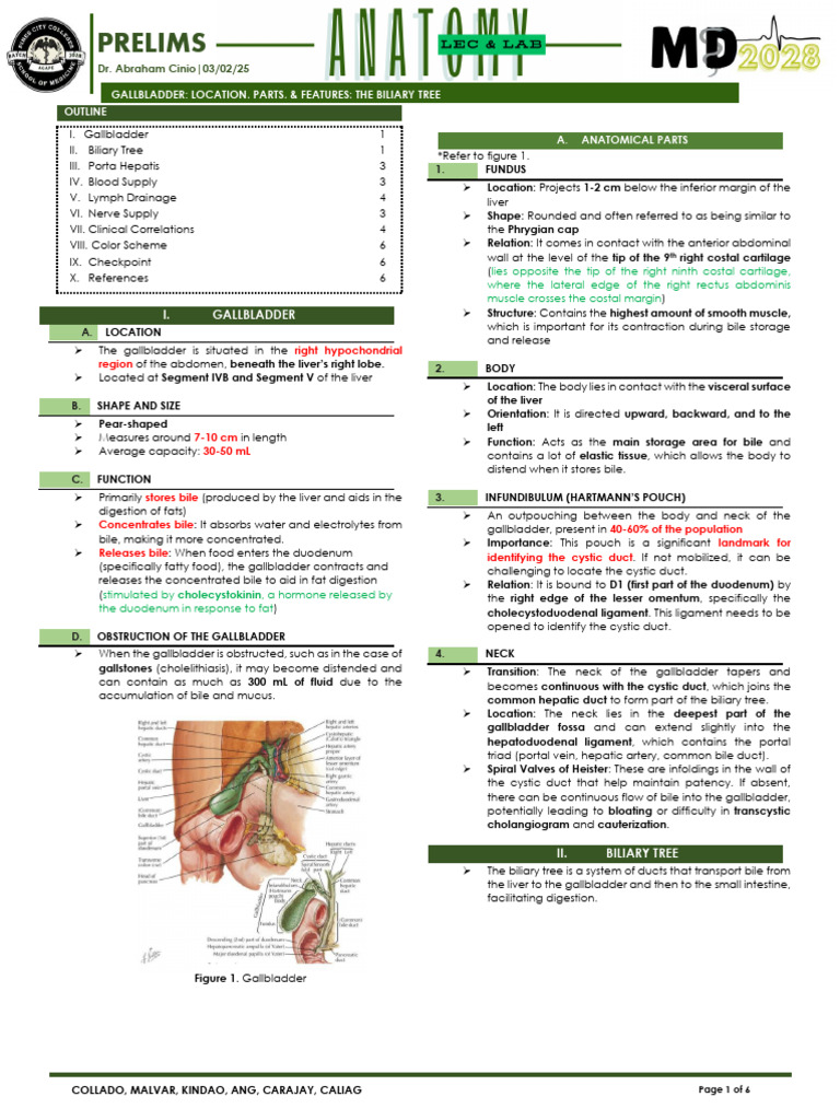 (Anat) p.09 The Gallbladder and The Biliary Tree | PDF | Liver ...