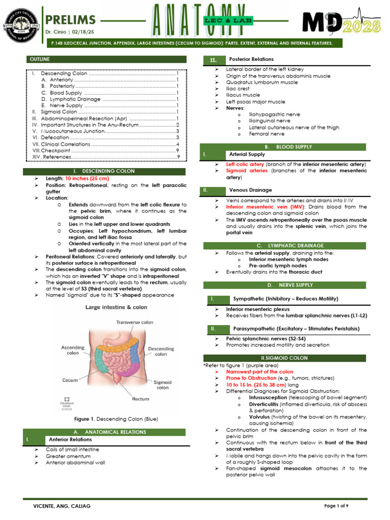 (Anat) p.14b Large Intestine Parts, Extent, Internal and External ...