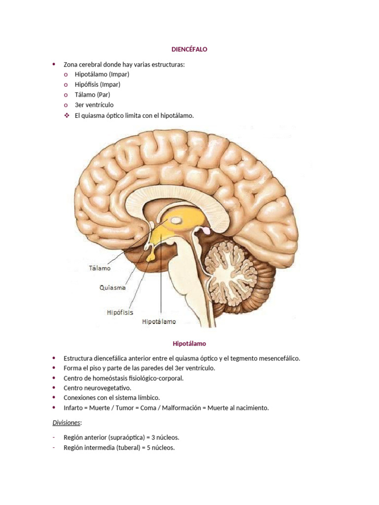 DIENCÉFALO | PDF | Hipotálamo | Glándula pituitaria