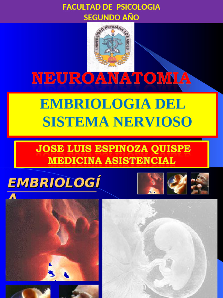 CLASE 2 Sistema Nervioso | PDF | Sistema nervioso central | Médula espinal