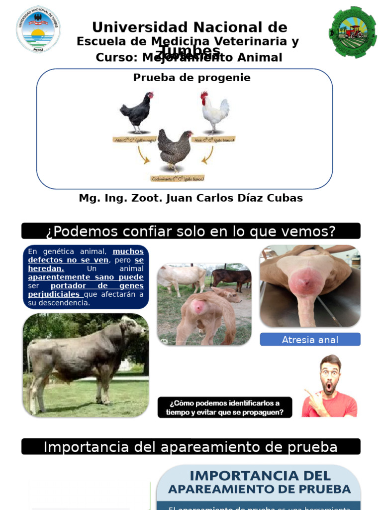 Pruebas de Progenie en Genética Animal | PDF | Dominancia (Genética ...