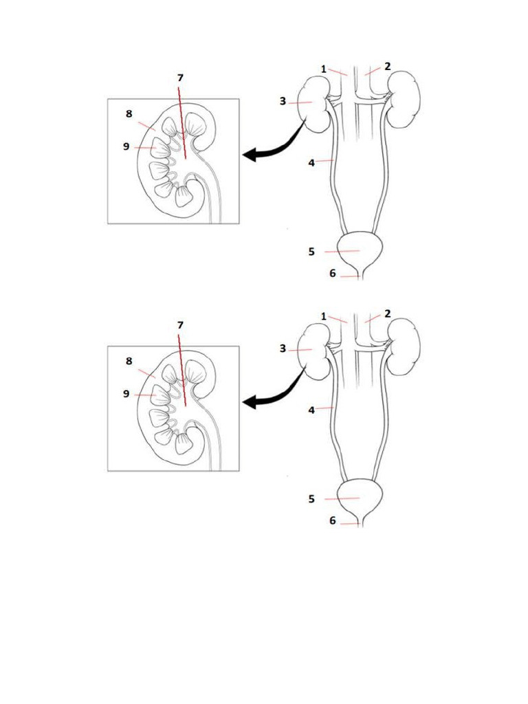 Gambar Ginjal Dan Nefron | PDF