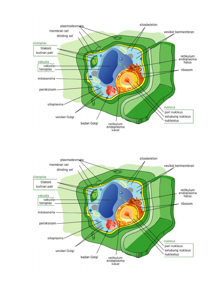 Struktur Tumbuhan | PDF