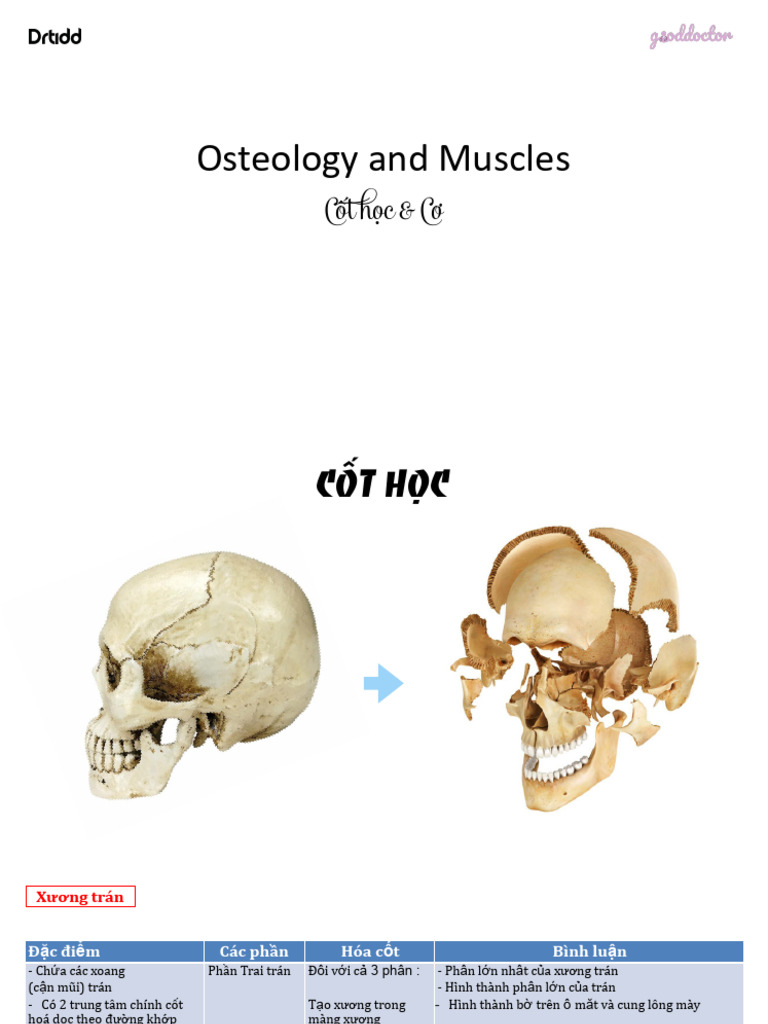 Osteology and Muscles (Cốt Học Và Cơ) | PDF