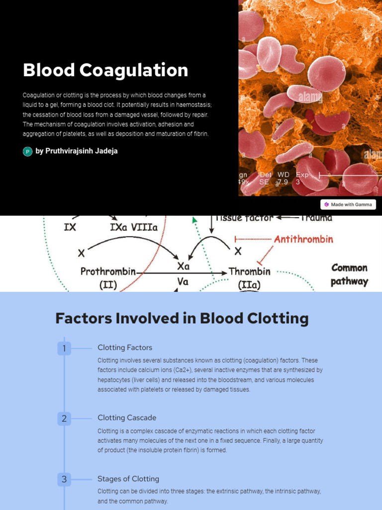Blood Coagulation Mechanisms Explained | PDF | Coagulation | Thrombus