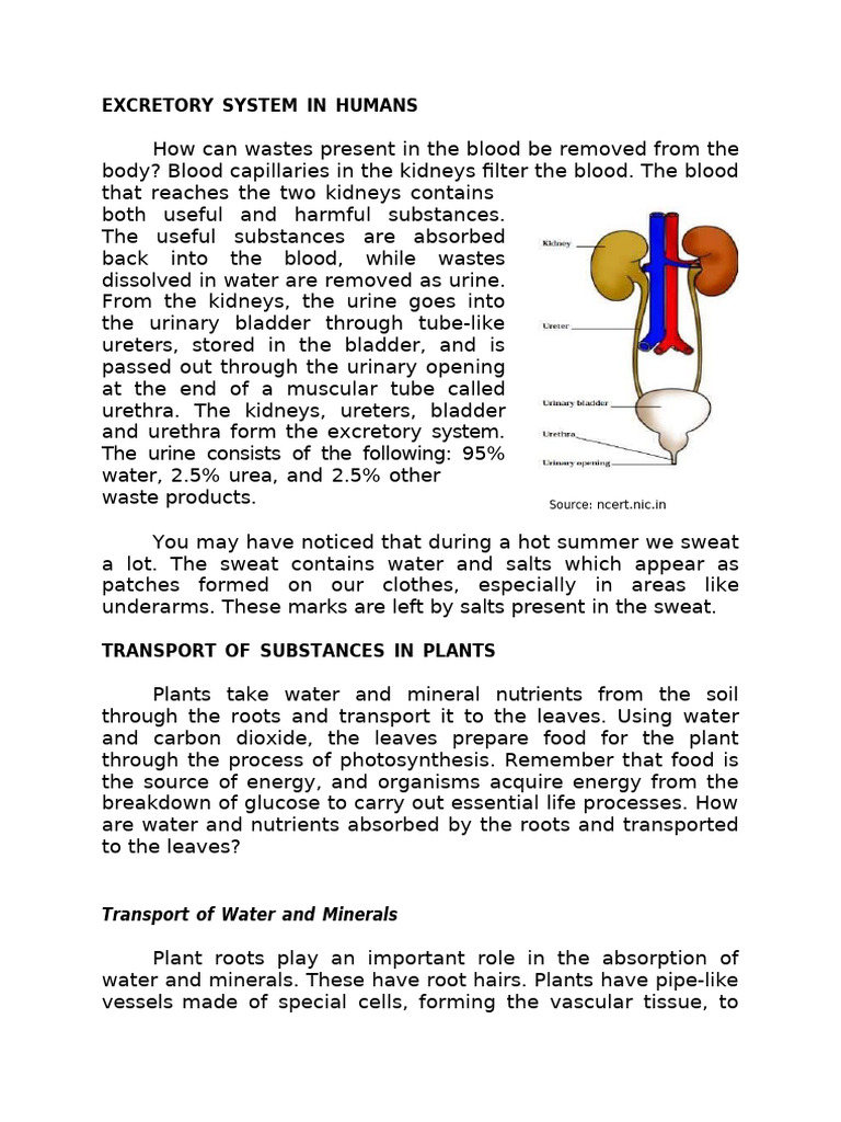 Body Transport Additional Lecture | PDF | Leaf | Tissue (Biology)
