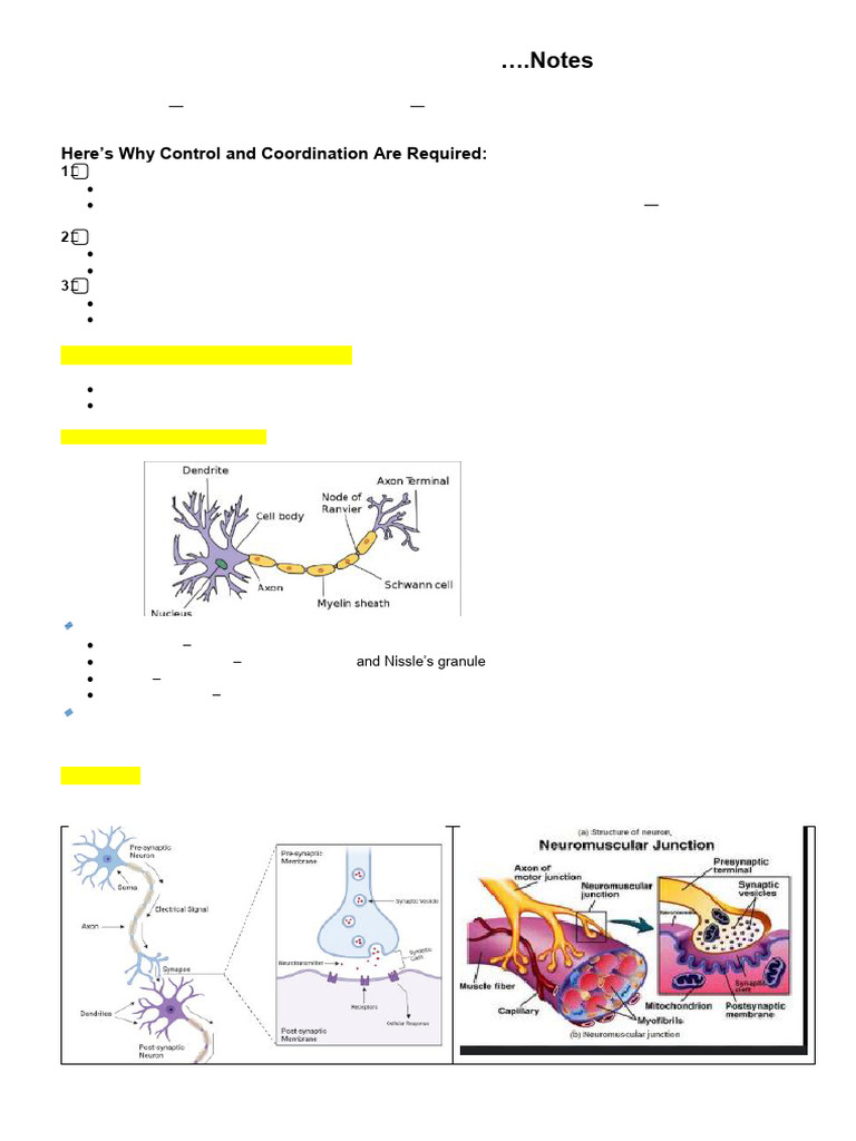 Control and Coordination - Notes | PDF | Chemical Synapse | Synapse