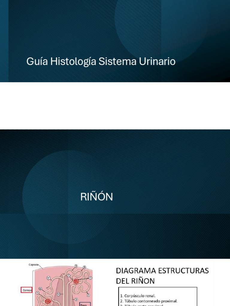 Guía Histología Sistema Urinario | PDF | Riñón | Anatomía