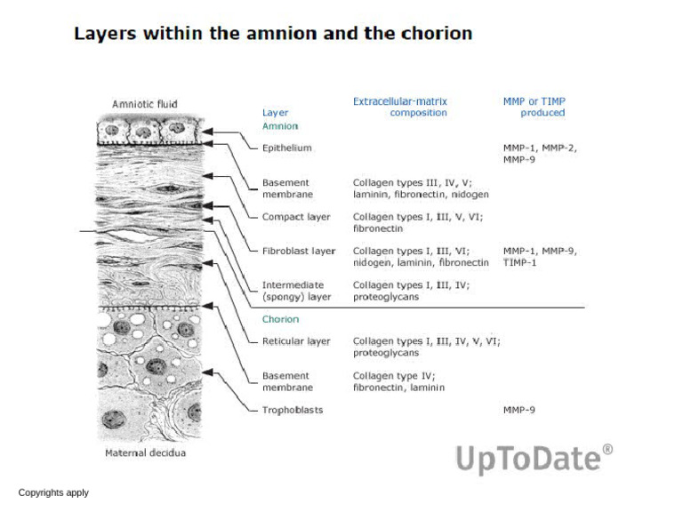 Layers of Amnion Chorion | PDF
