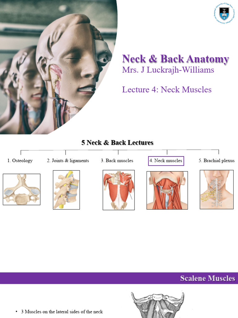 Scalene Muscles of the Neck | PDF | Neck | Vertebra