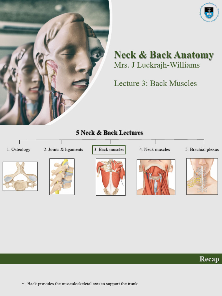 Neck and Back Lecture 3 - Back Muscles | PDF | Vertebra | Vertebral Column