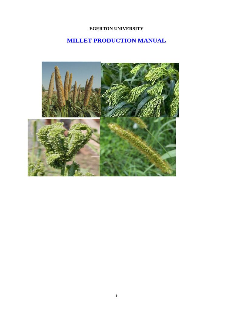 Millet Production Guide for Kenya | PDF | Cereals | Legume