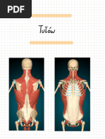 Anatomia Swini Atlas Interaktywny | PDF