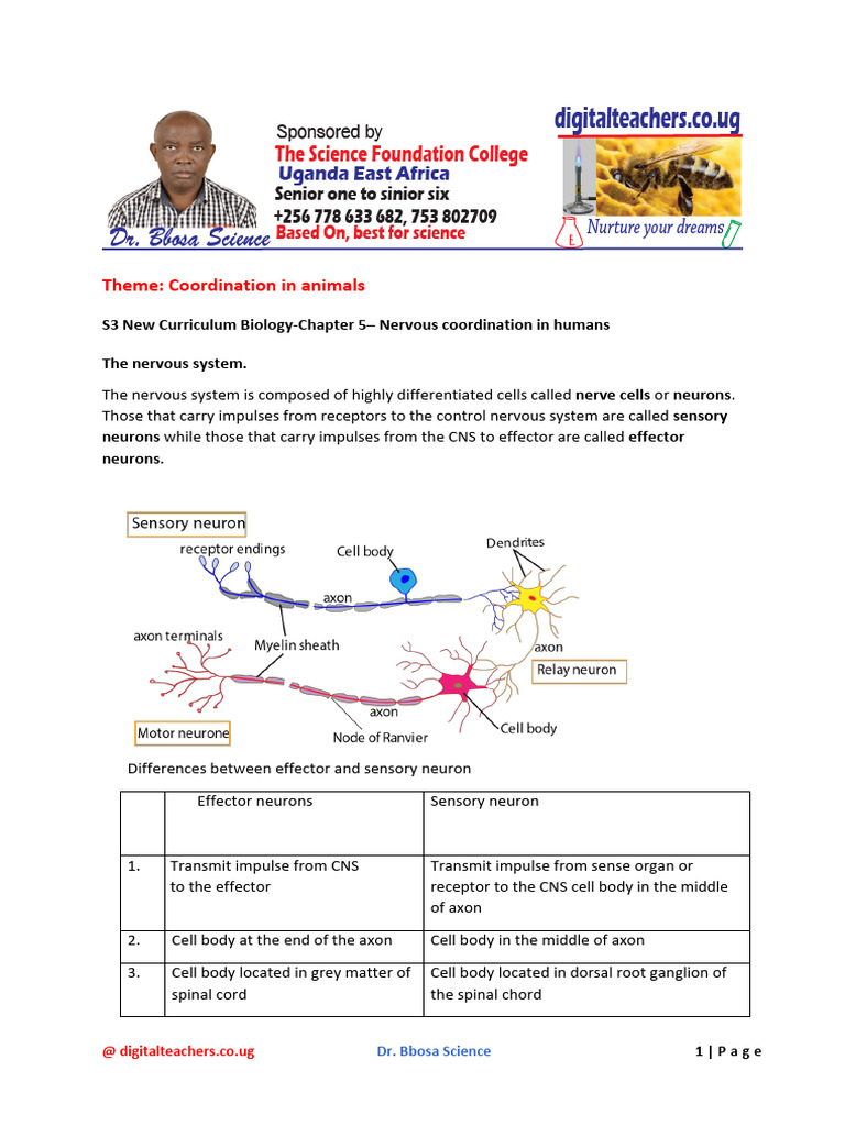 S3 New Curriculum Biology Chapter 5 - Nervous Coordination in Humans | PDF | Axon | Neuron