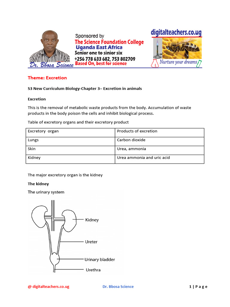 S3 New Curriculum Biology Chapter 3 - Excretion in Animals | PDF | Kidney